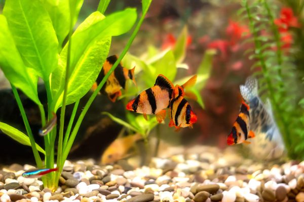 Aquascaping That Makes Golden Tiger Barbs the Stars—and Keeps ...